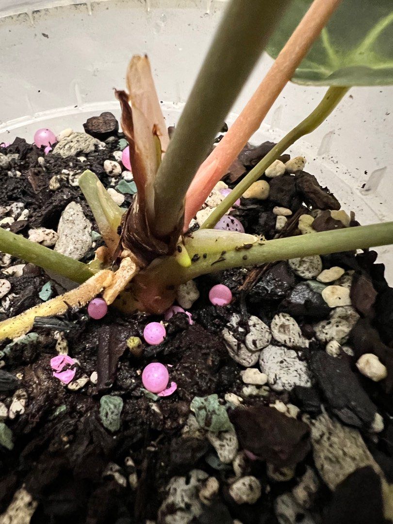 Anthurium Besseae Pink aff, Furniture & Home Living, Gardening, Plants ...