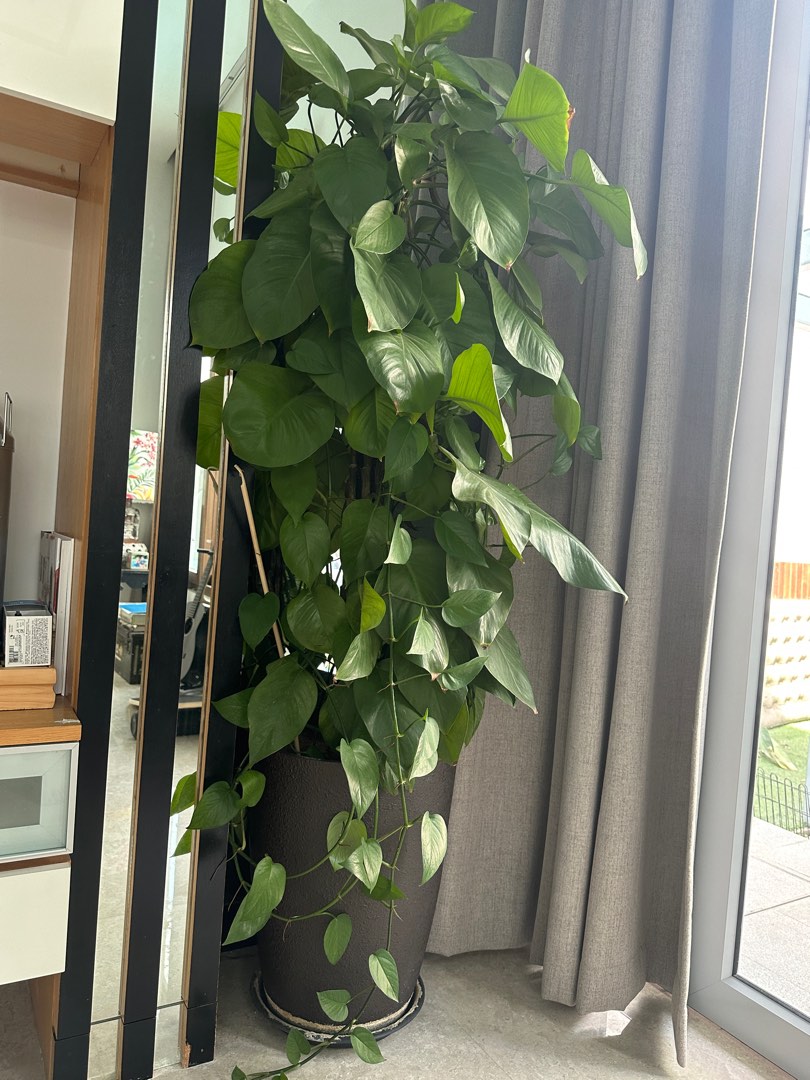 Corner plant, Furniture & Home Living, Gardening, Plants & Seeds on ...