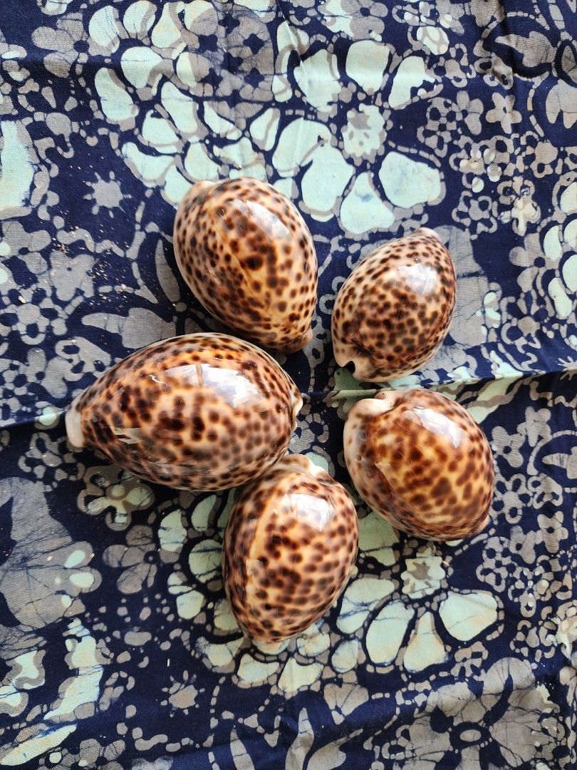 Cowrie Shells, Furniture & Home Living, Home Decor, Other Home Decor on ...