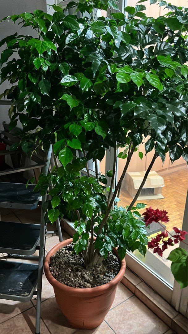 Emerald Tree Shrub 1.5m tall, Furniture & Home Living, Gardening ...