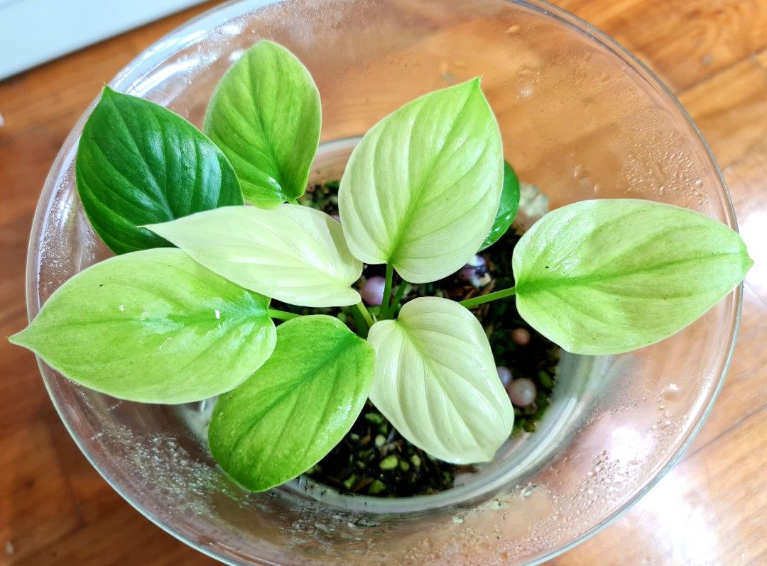 (Reserved) Homalomena Rubescens Mint, Furniture & Home Living ...