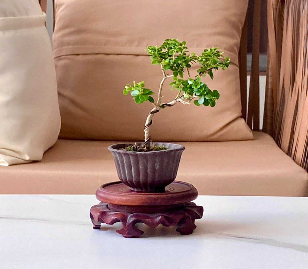Mini Bonsai Premna Microphylla, Furniture & Home Living, Gardening ...