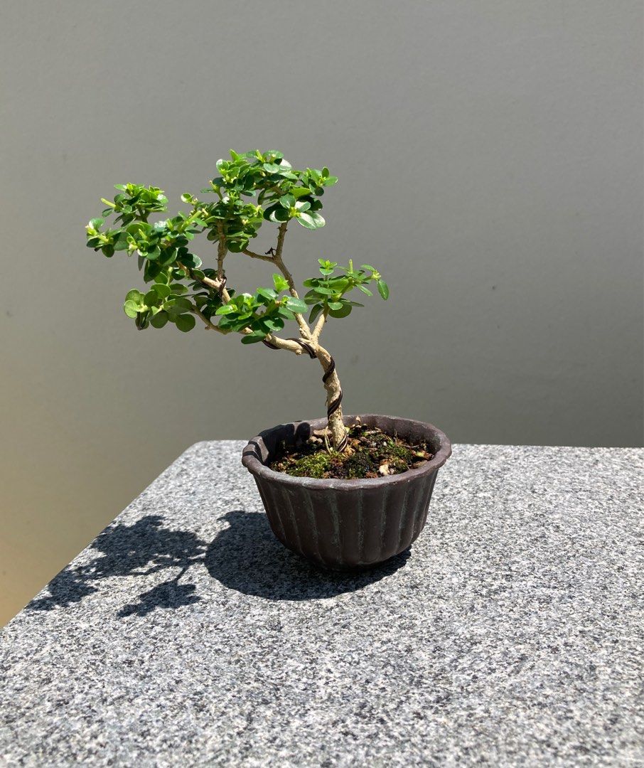 Mini Bonsai Premna Microphylla, Furniture & Home Living, Gardening ...
