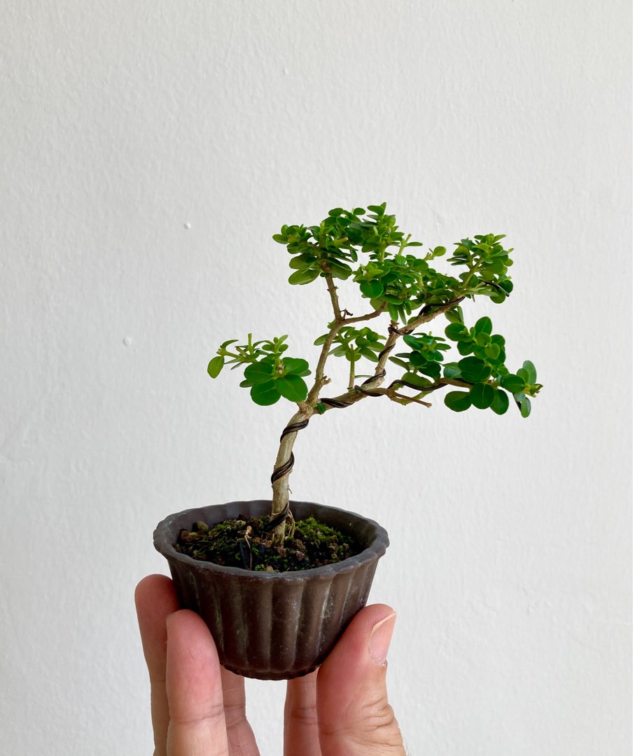 Mini Bonsai Premna Microphylla, Furniture & Home Living, Gardening ...