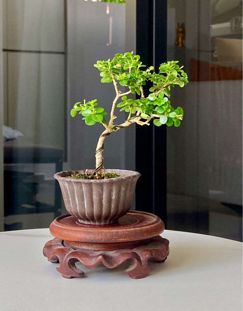 Mini Bonsai Premna Microphylla, Furniture & Home Living, Gardening ...