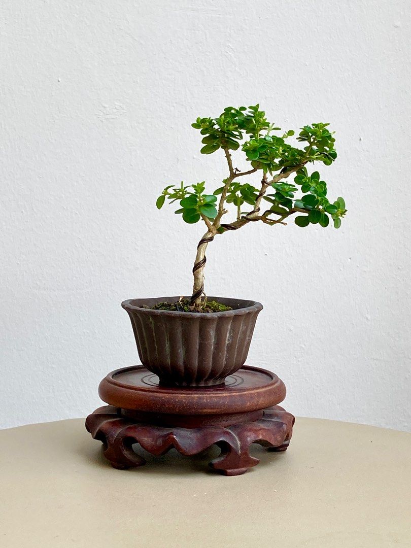 Mini Bonsai Premna Microphylla, Furniture & Home Living, Gardening ...