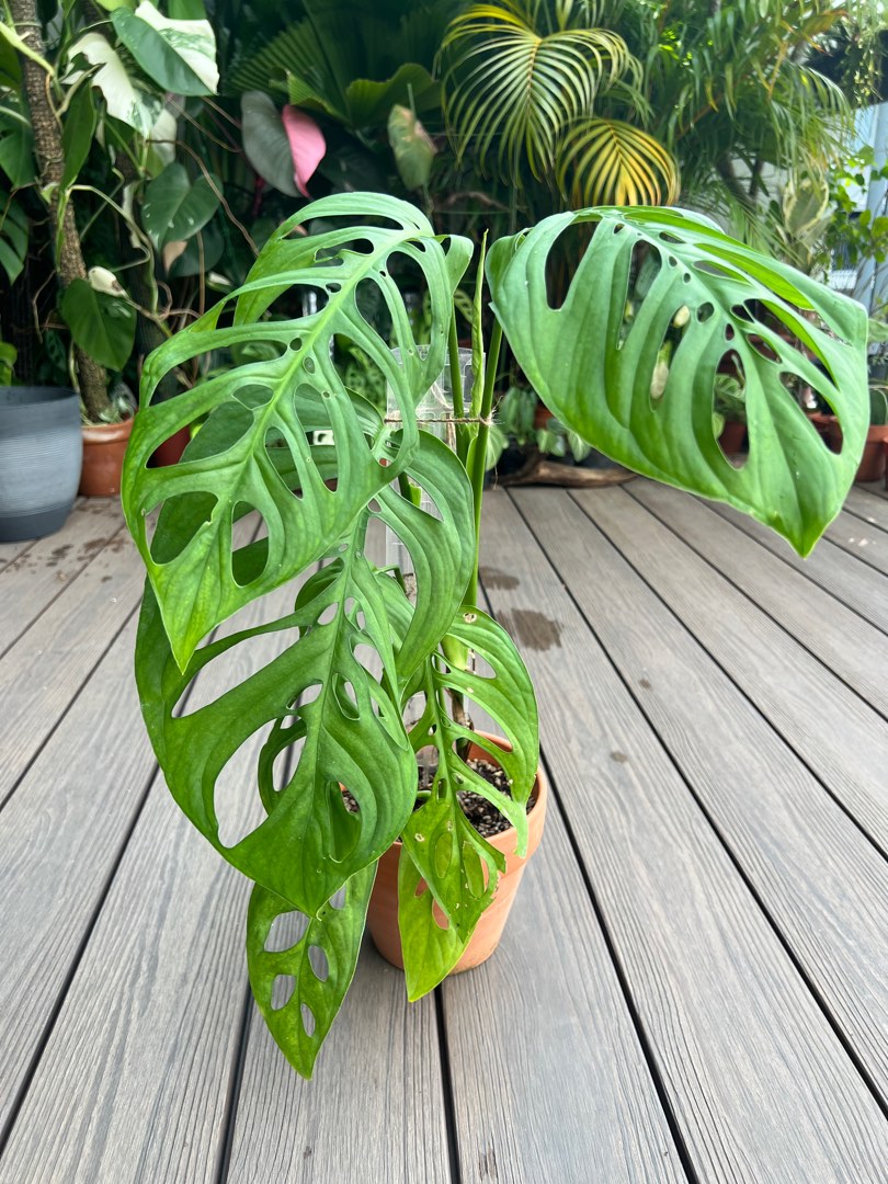 monstera esqueleto, Furniture & Home Living, Gardening, Plants & Seeds ...