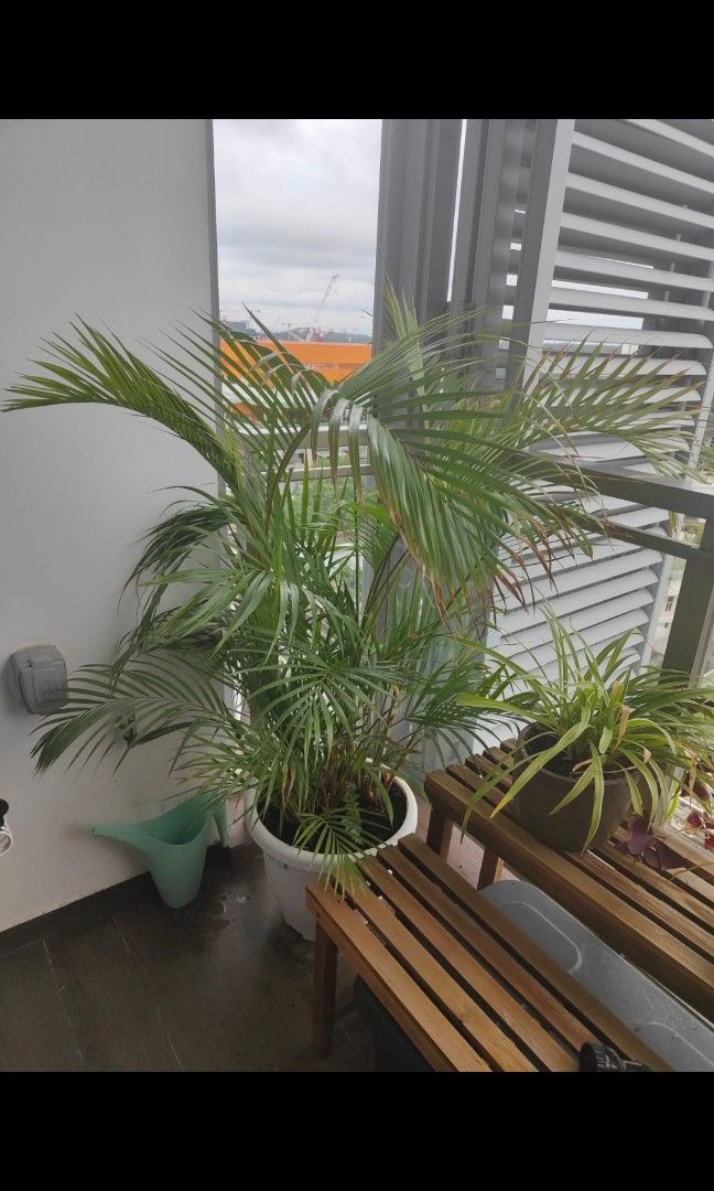 Palm Tree, Furniture & Home Living, Gardening, Plants & Seeds on Carousell
