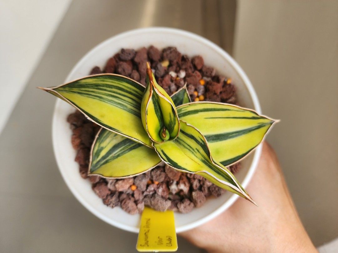 Sansevieria Samurai Dwarf variegated, Furniture & Home Living ...
