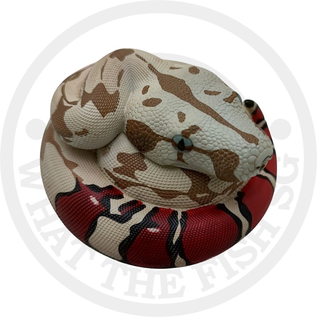 Snake figurines. Python figurines. COLLECTABLES, Hobbies & Toys, Toys ...