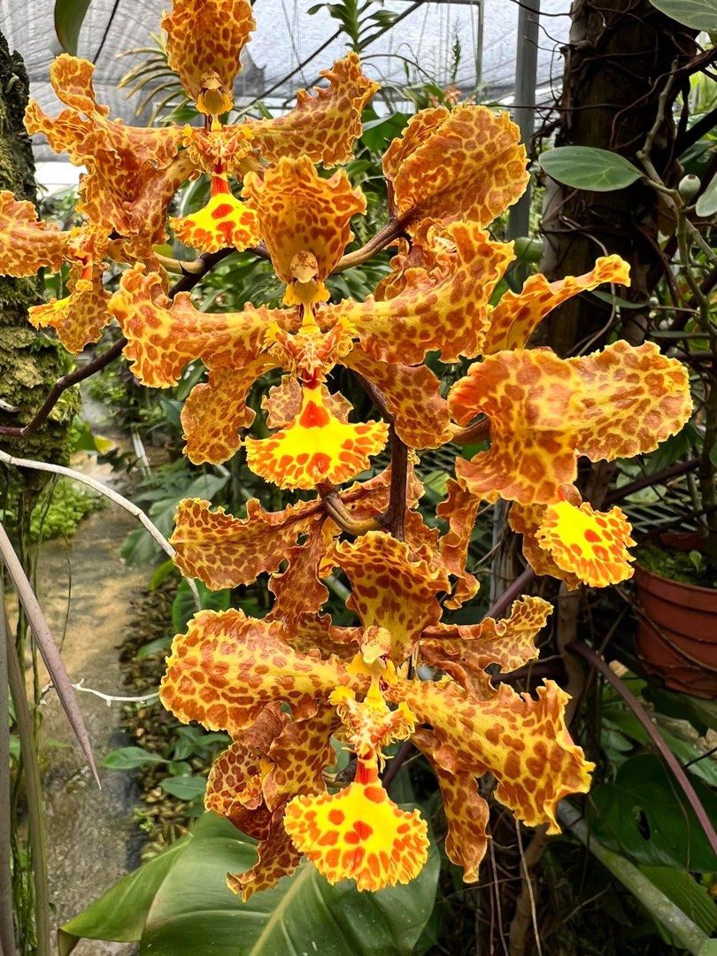 Trichocentrum stacyi, Furniture & Home Living, Gardening, Plants ...