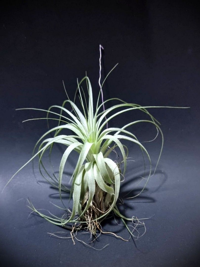 [ COLLECTOR'S RARE ] Tillandsia Gardneri - papery, feathery air plant ...