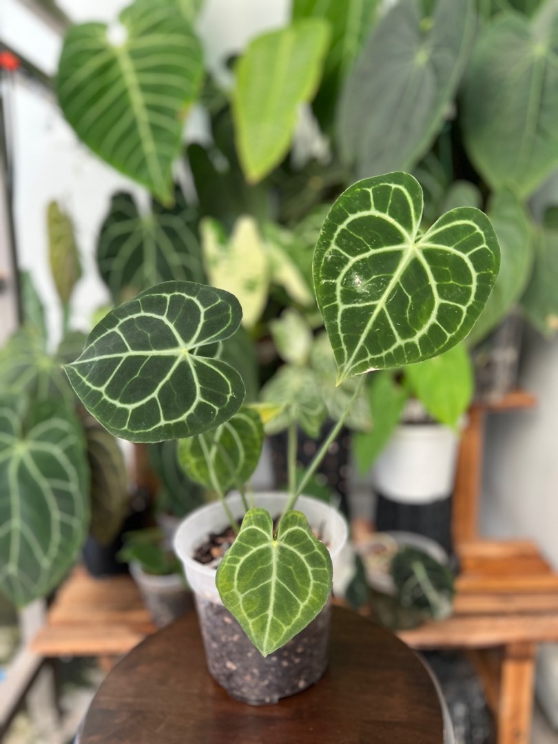 Anthurium Clarinervium, Furniture & Home Living, Gardening, Plants ...