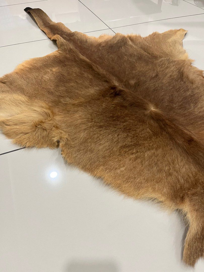 Authentic Australian Kangaroo Pelt, Furniture & Home Living, Home Decor ...