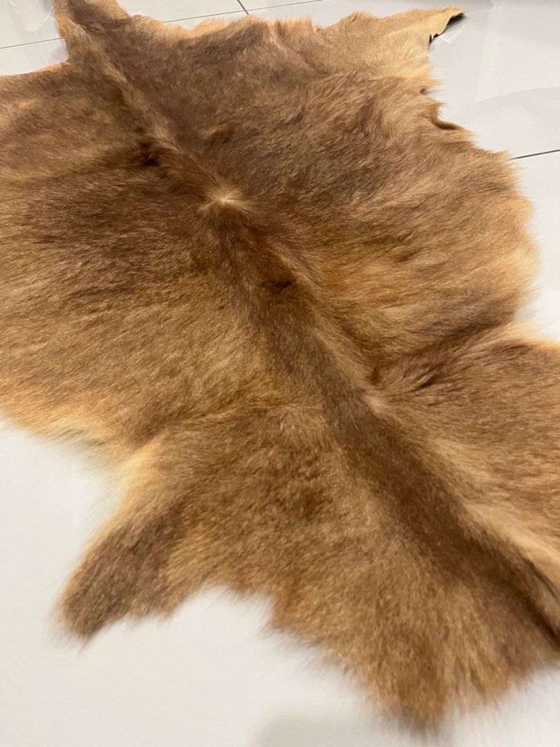 Authentic Australian Kangaroo Pelt, Furniture & Home Living, Home Decor ...