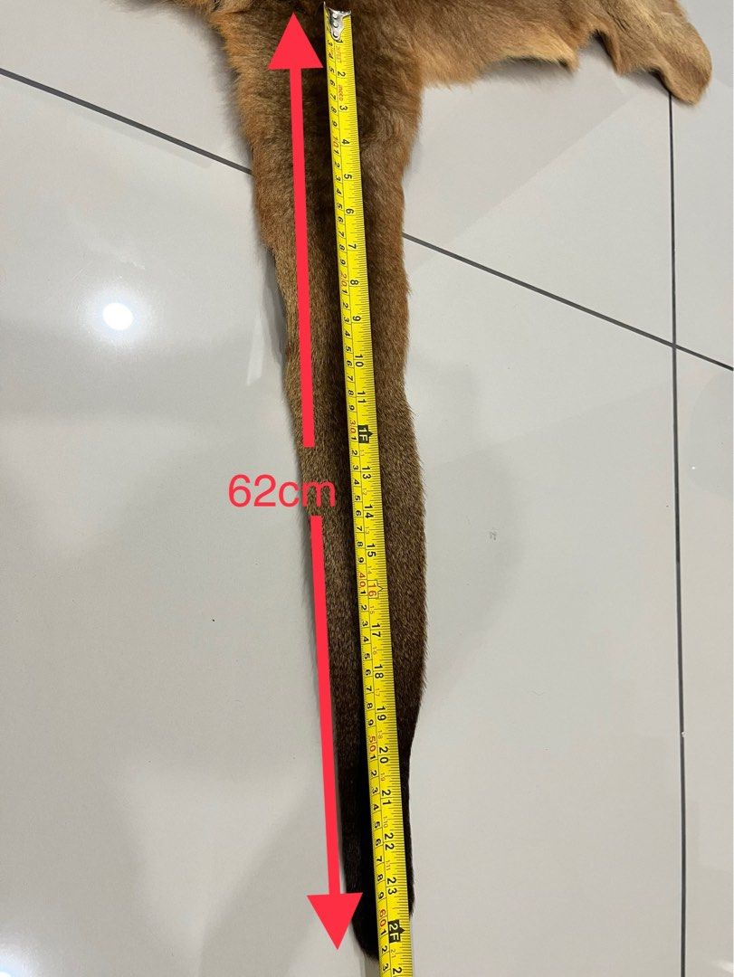 Authentic Australian Kangaroo Pelt, Furniture & Home Living, Home Decor ...