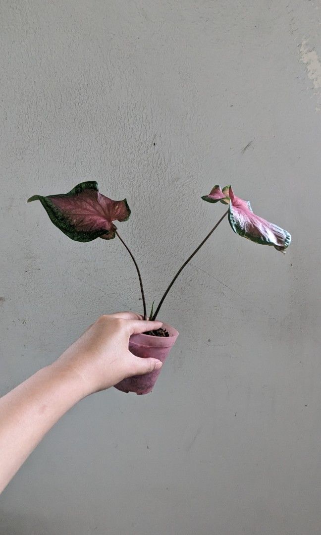 Caladium Dragon Heart, Furniture & Home Living, Gardening, Plants ...