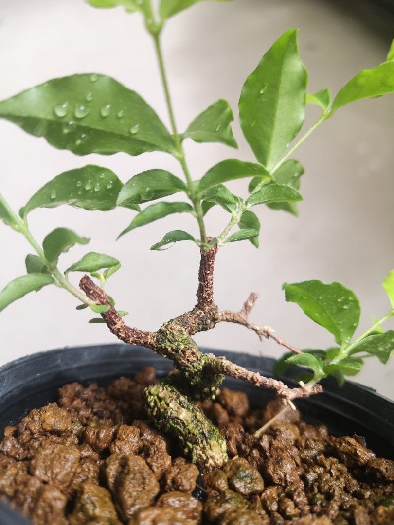 Mini Lee cherry blossom bonsai, Furniture & Home Living, Gardening ...