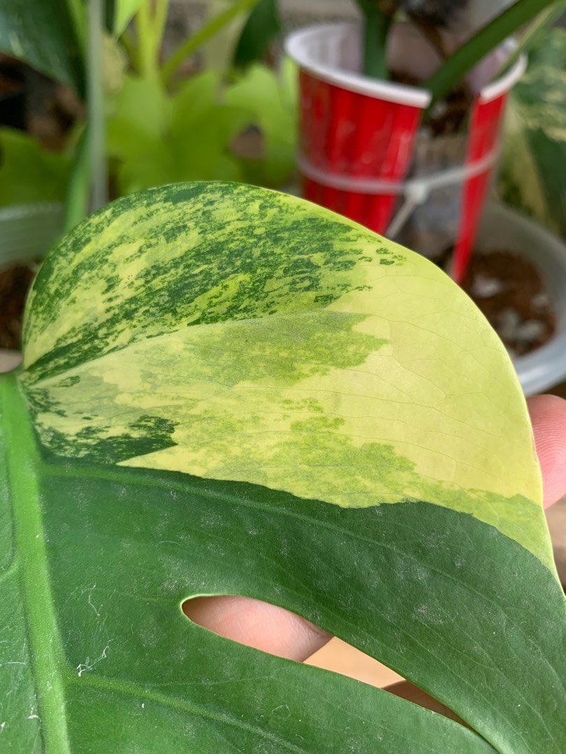 Monstera Deliciosa Borsigiana “Tricolor” Aurea, Furniture & Home Living ...