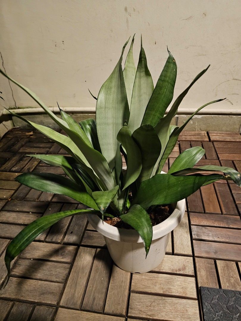 Moon shine Sansevieria (snake plant), Furniture & Home Living ...