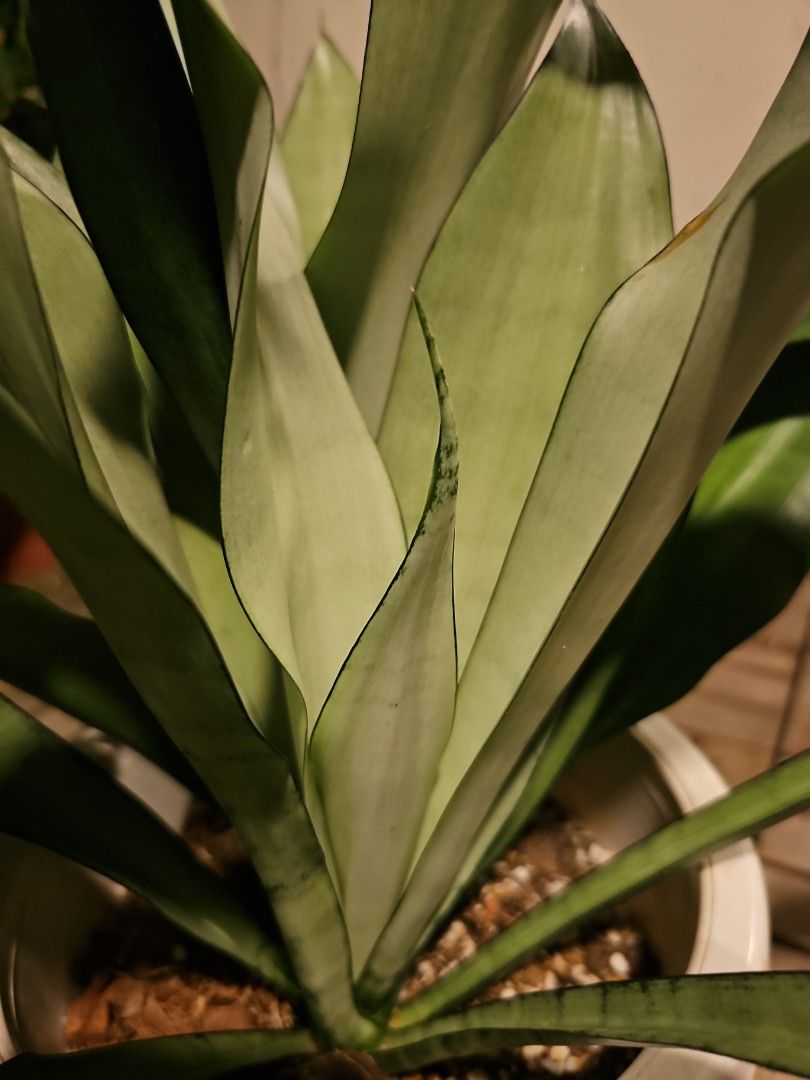 Moon shine Sansevieria (snake plant), Furniture & Home Living ...