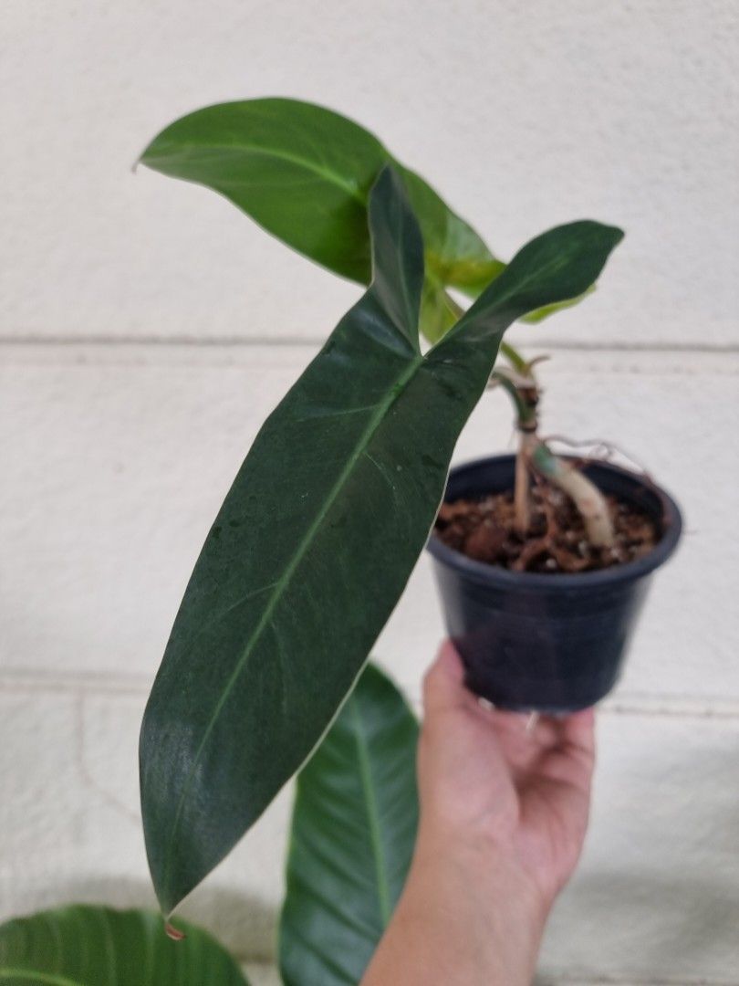 Philodendron Mexicanum, Furniture & Home Living, Gardening, Plants ...