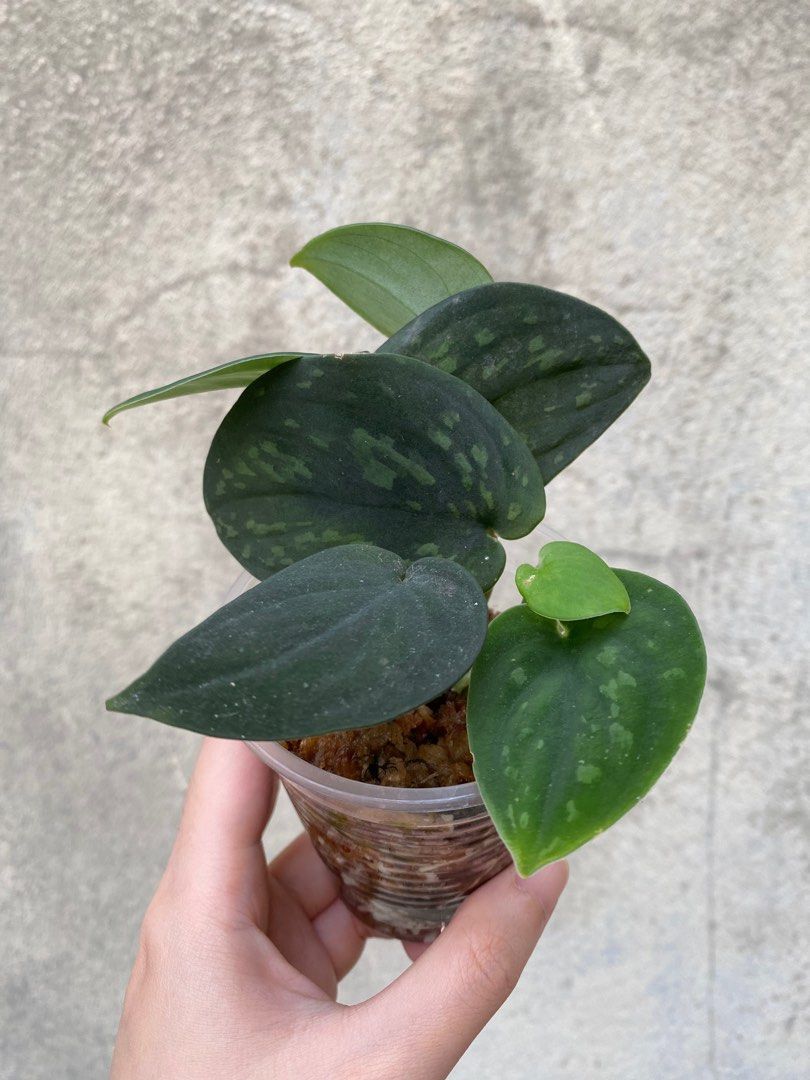 Scindapsus Tricolor Dark (rare), Furniture & Home Living, Gardening ...