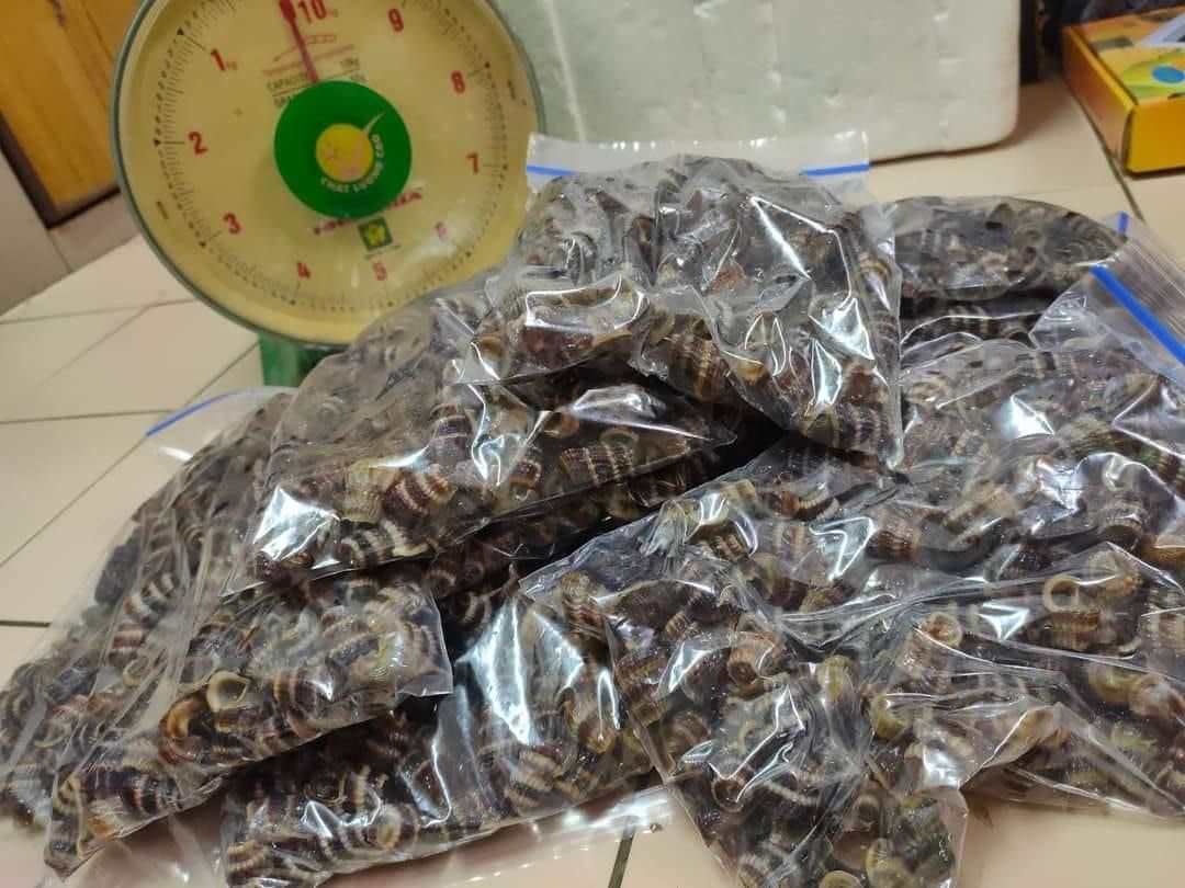 SIPUT SEDUT FRESH 1KG JOHOR BAHRU, Food & Drinks, Fresh Produce on Carousell