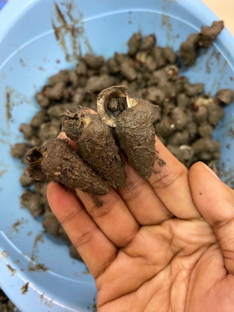 SIPUT SEDUT FRESH 1KG JOHOR BAHRU, Food & Drinks, Fresh Produce on ...