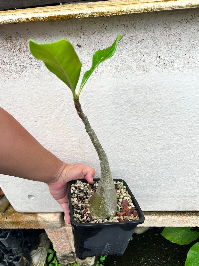 Adenium dhofarense, Furniture & Home Living, Gardening, Plants & Seeds ...