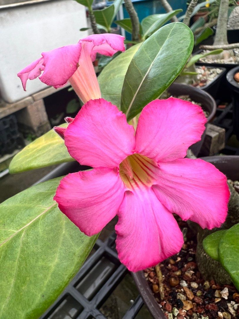 Adenium dhofarense, Furniture & Home Living, Gardening, Plants & Seeds ...