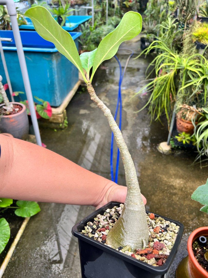 Adenium dhofarense, Furniture & Home Living, Gardening, Plants & Seeds ...