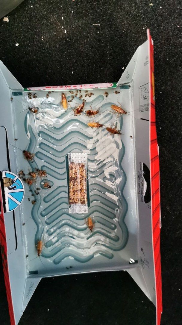 ARS Hoy Hoy Cockroach Trap with Disposal Hook Strong Glue No Chemical ...