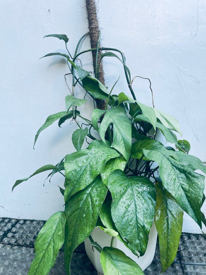 Epipremnum Skeleton Key on Carousell