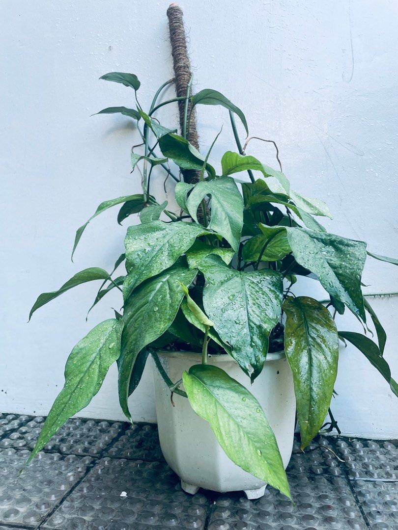 Epipremnum Skeleton Key on Carousell