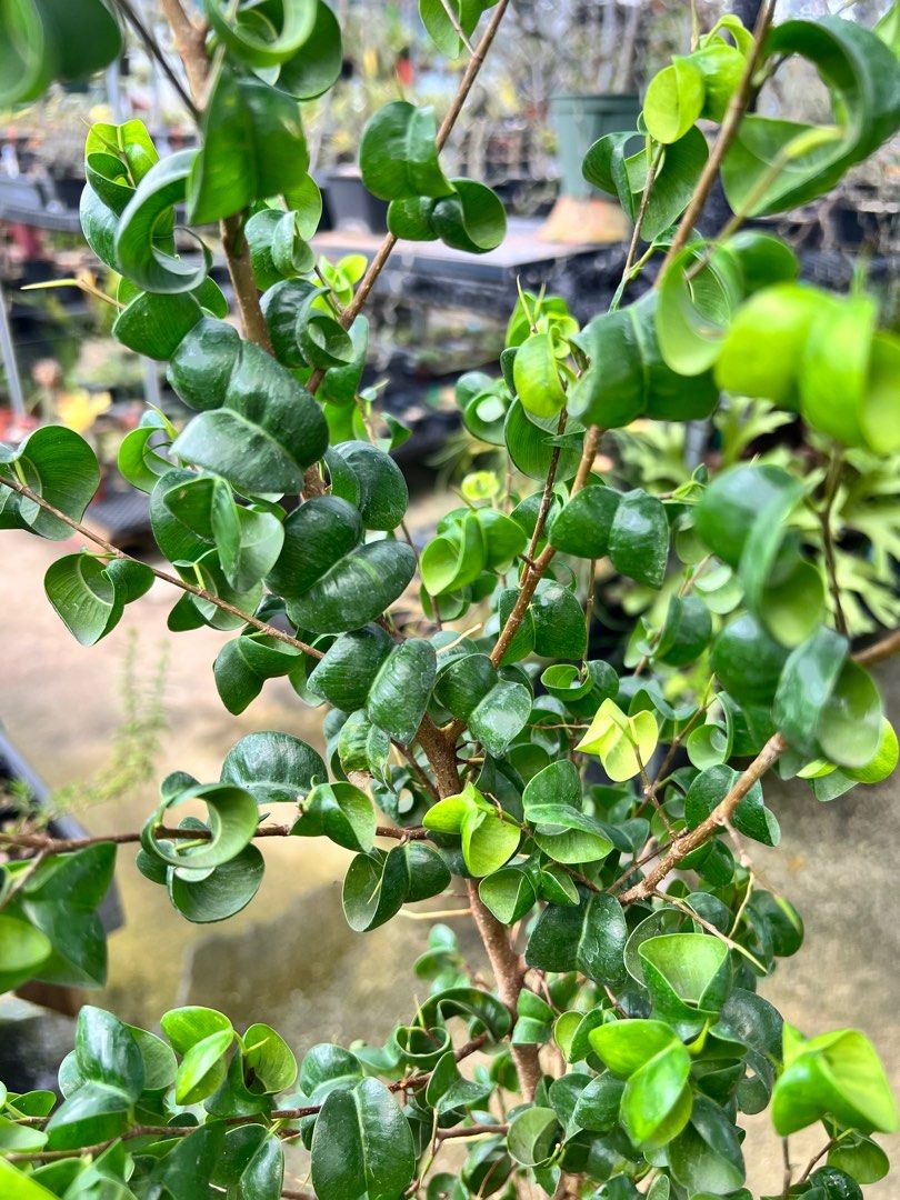 Ficus benjamina curly, Furniture & Home Living, Gardening, Plants ...