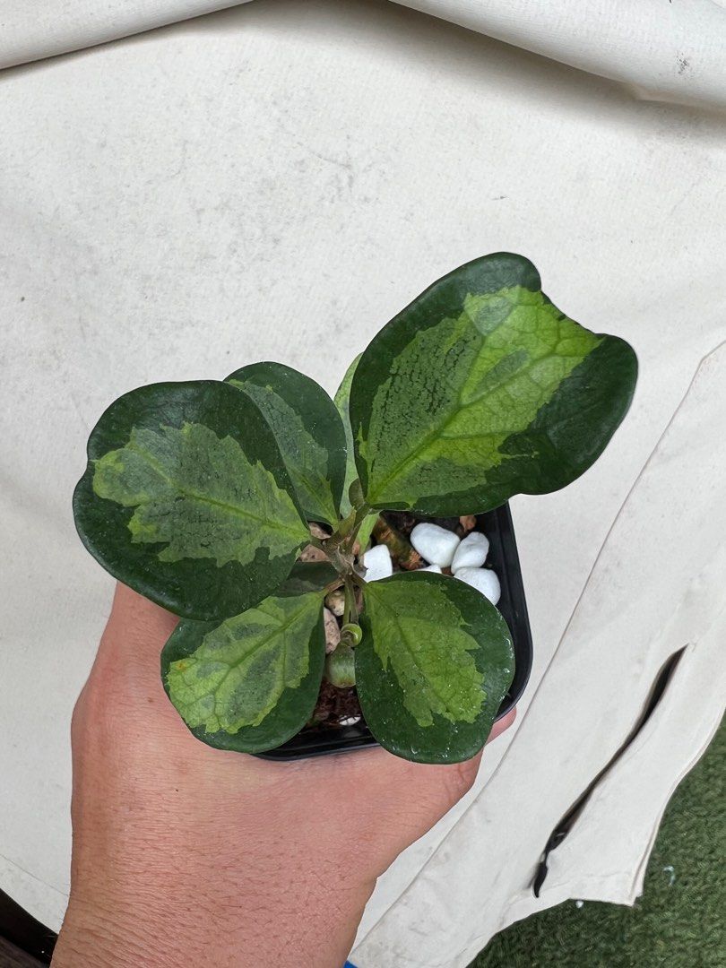 Ficus deltoidea variegated, Furniture & Home Living, Gardening, Plants ...