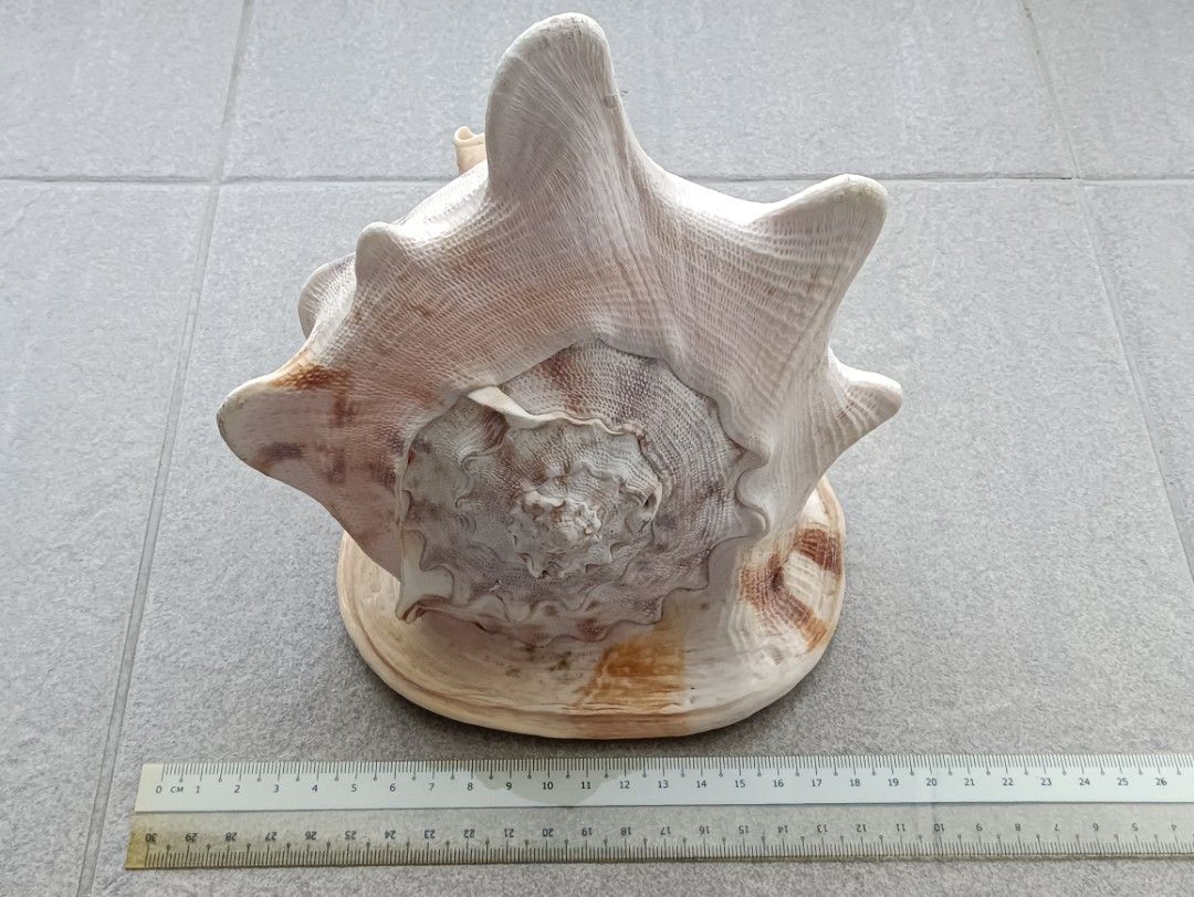 Giant Queen Conch Shell Very Nice Seashell, Furniture & Home Living ...