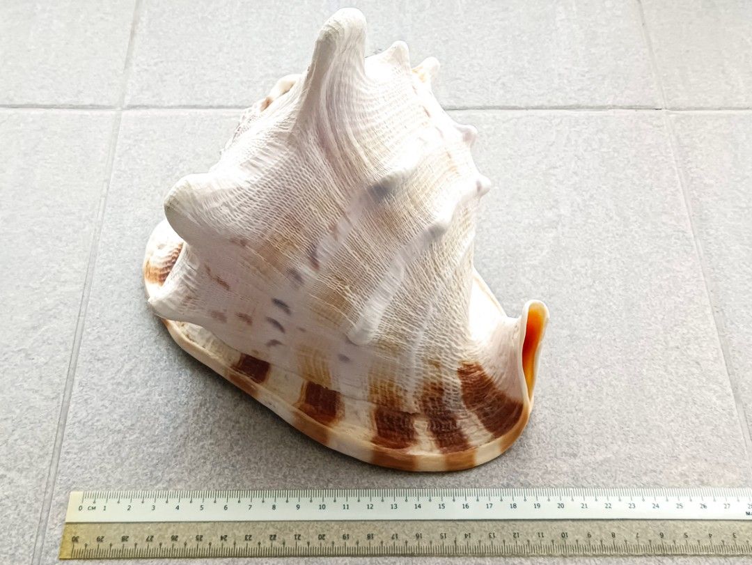 Giant Queen Conch Shell Very Nice Seashell, Furniture & Home Living ...