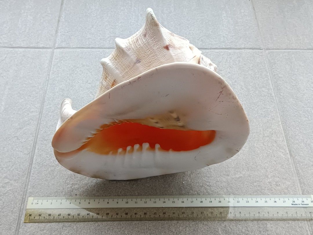 Giant Queen Conch Shell Very Nice Seashell, Furniture & Home Living ...