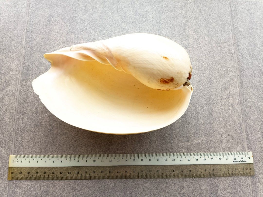 Giant Seashell LARGE INDIAN VOLUTE Melon Shell ~ Melo melo Indian ...