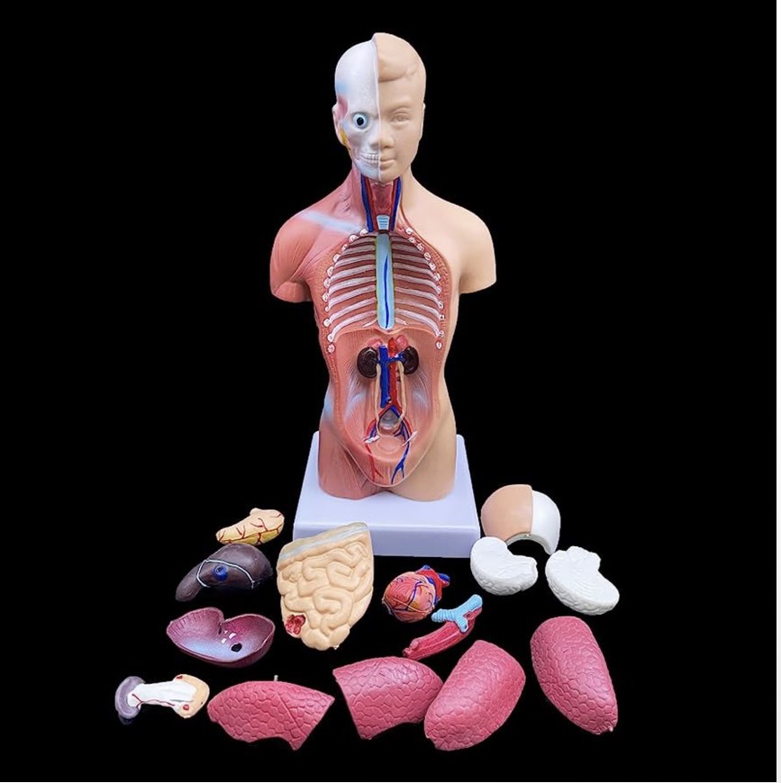 Human Torso Anatomically Accurate Model Kit Hobbies And Toys Toys And Games On Carousell