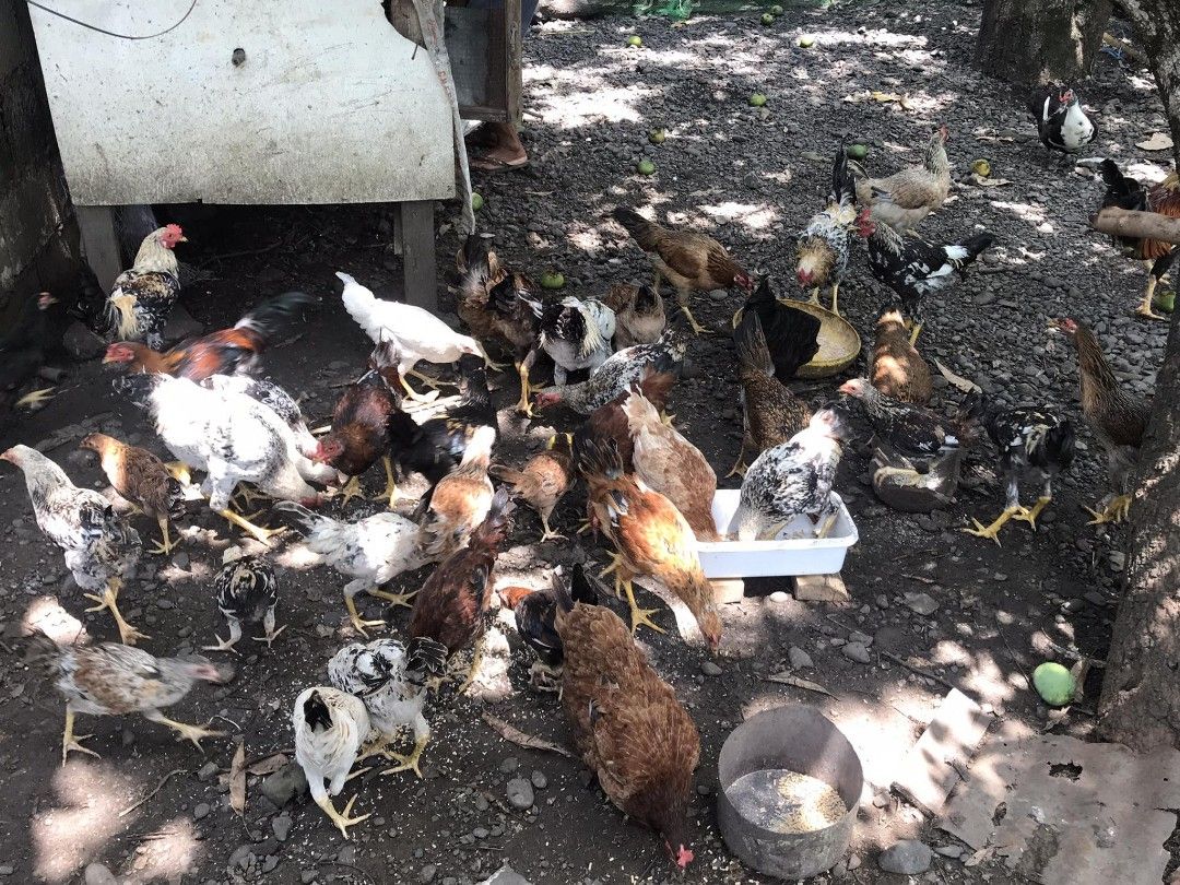 Native chicken on Carousell