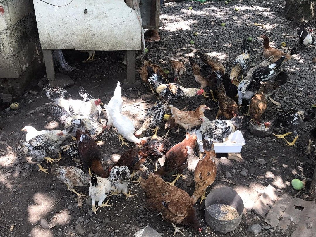 Native chicken on Carousell