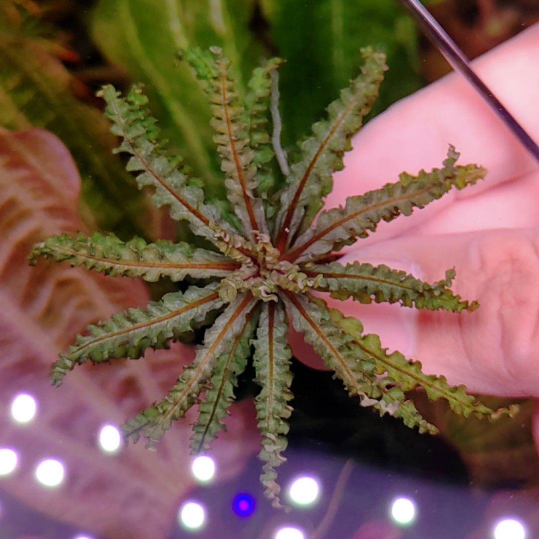 Pogostemon Helferi Red Downoi, Furniture & Home Living, Gardening ...