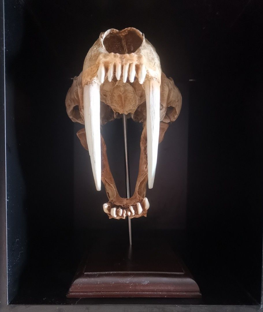 Sabertooth Tiger Skull Replica Model on Stand Plaque, Furniture & Home ...