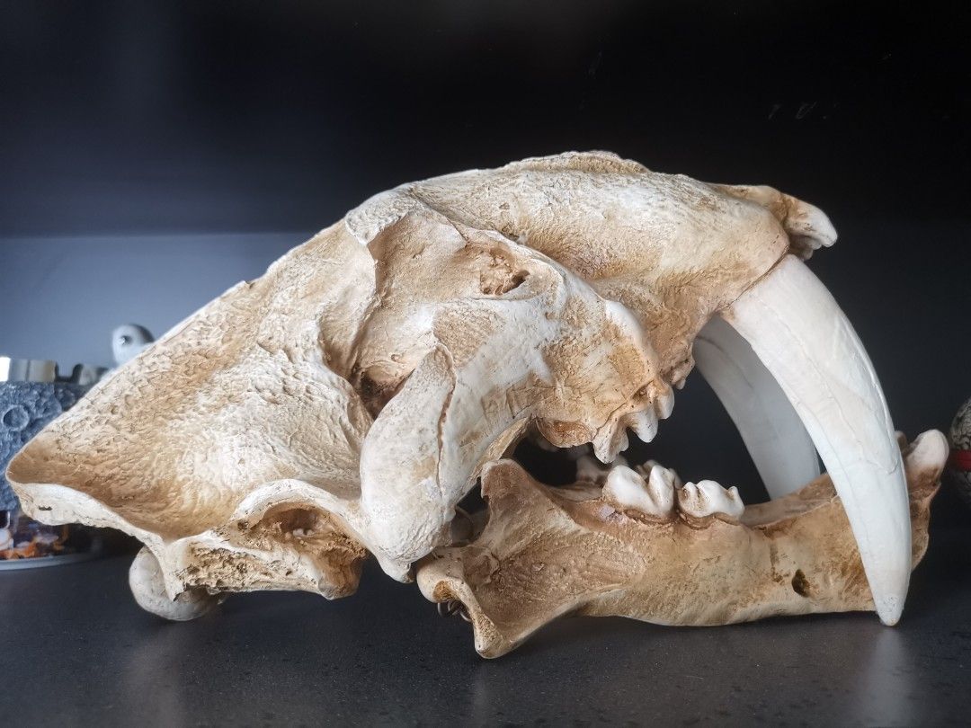 Sabertooth Tiger Skull Replica Model on Stand Plaque, Furniture & Home ...
