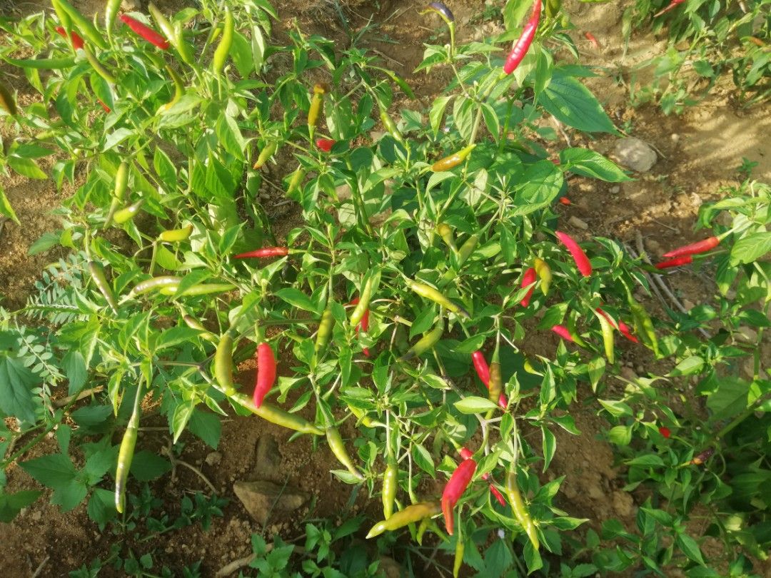 Taiwan sili, Furniture & Home Living, Gardening, Plants & Seeds on ...