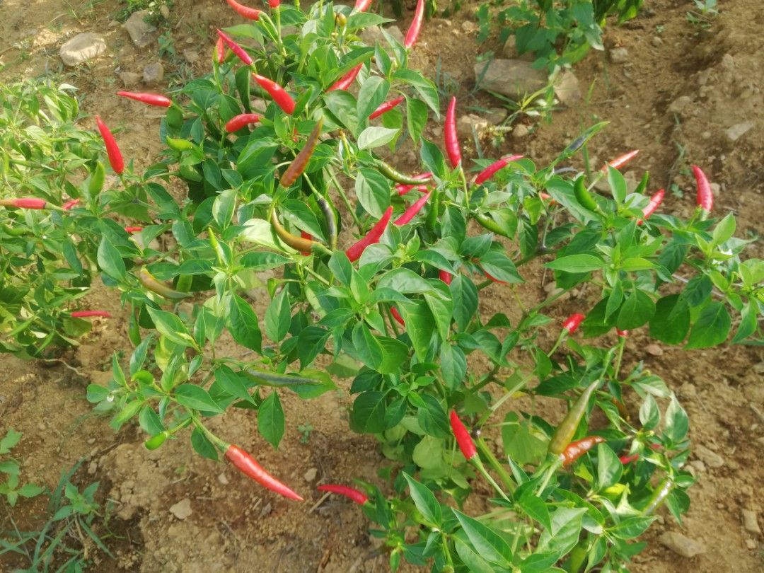 Taiwan sili, Furniture & Home Living, Gardening, Plants & Seeds on ...