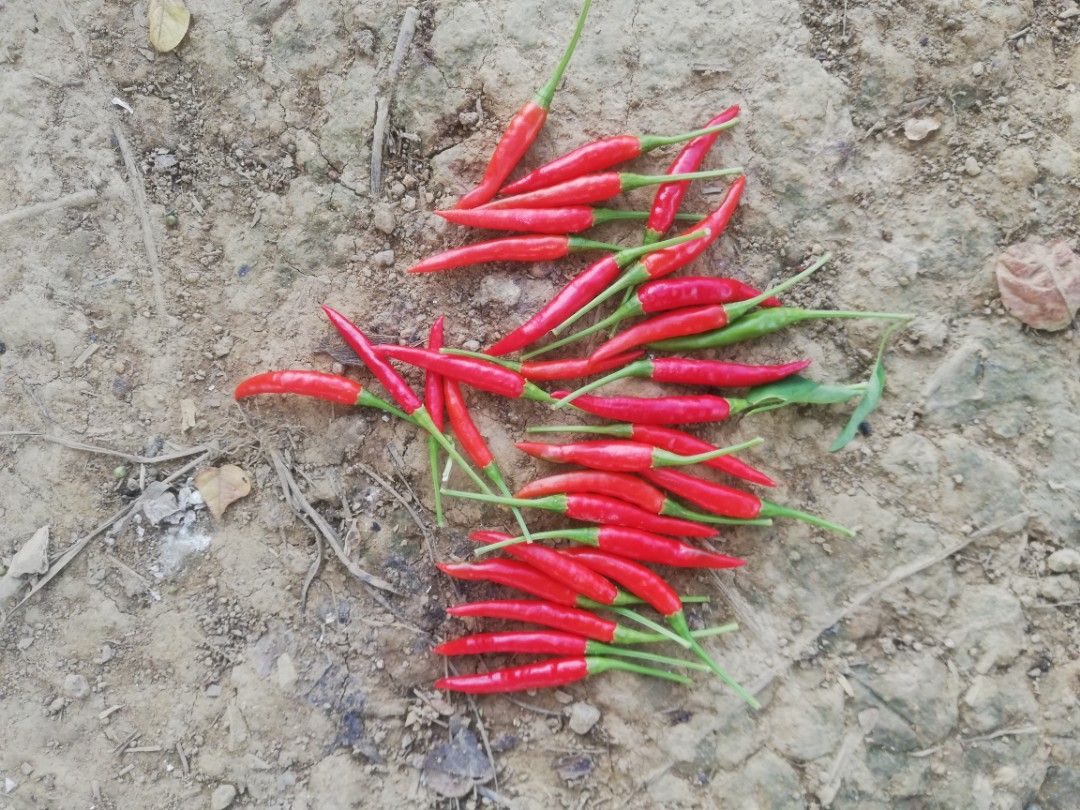 Taiwan sili, Furniture & Home Living, Gardening, Plants & Seeds on ...